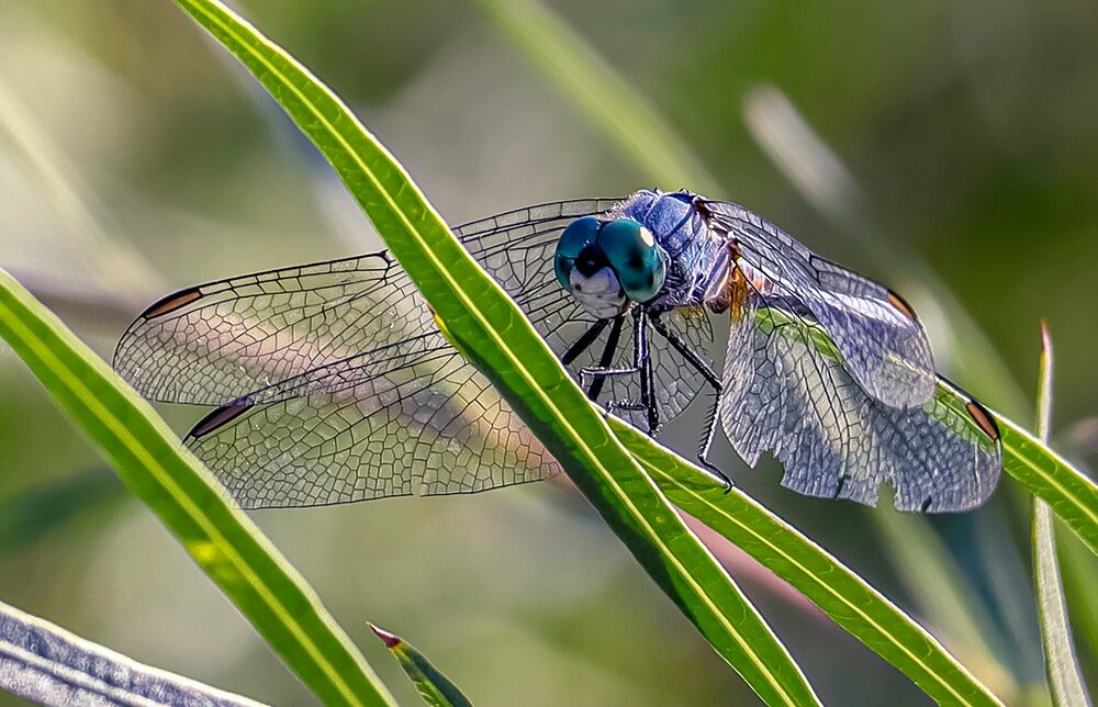 Biomime » Biomimicry School for Kids