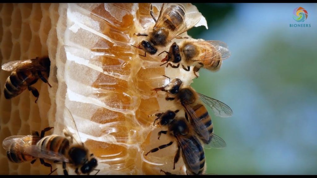 Biomimicry Resources For Parents » Biomime