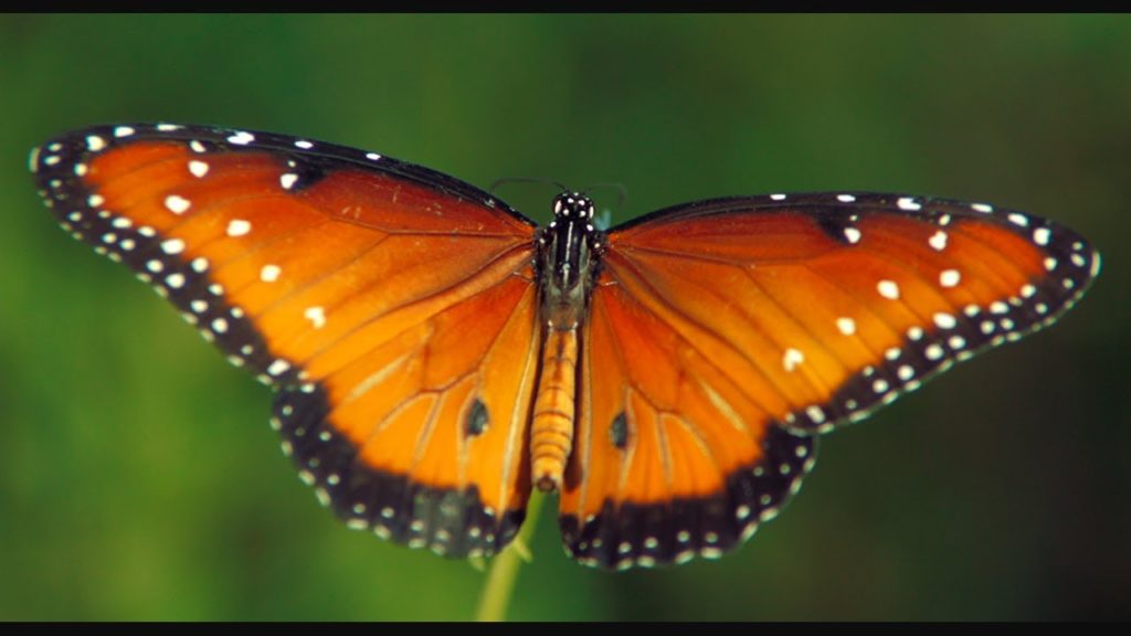 Biomimicry for Kids » Biomime